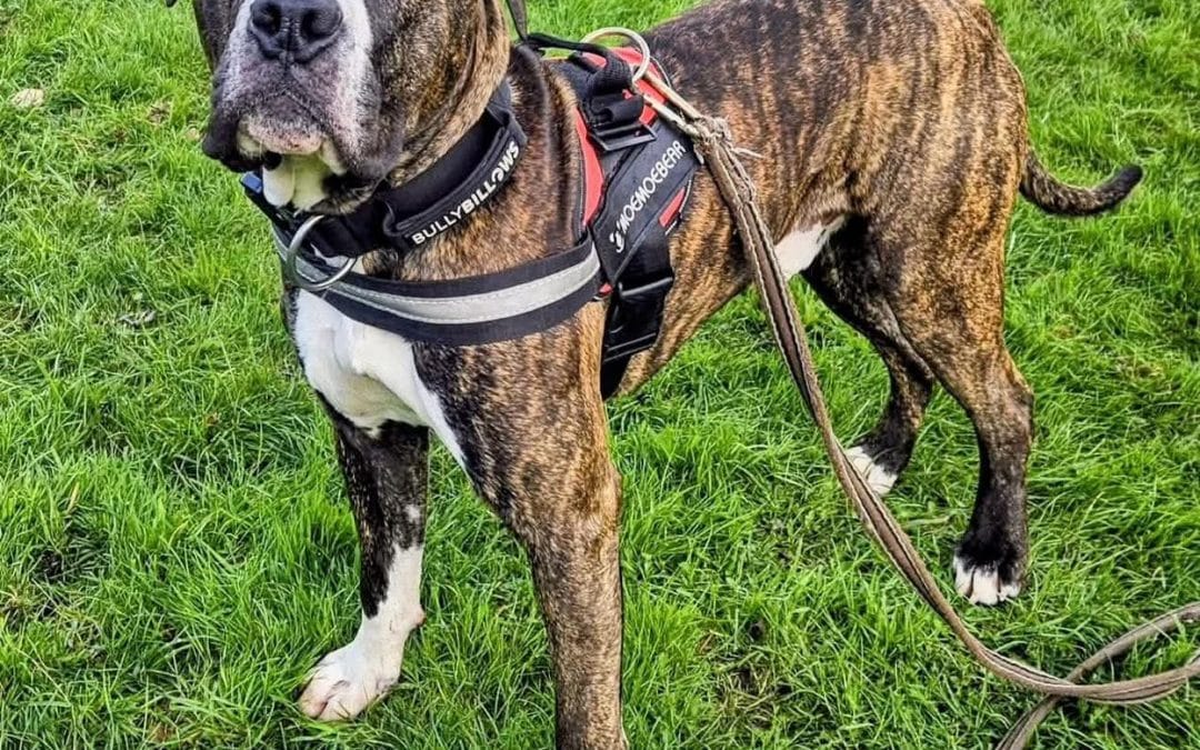 Warrington Animal Welfare | Adopt A Pet