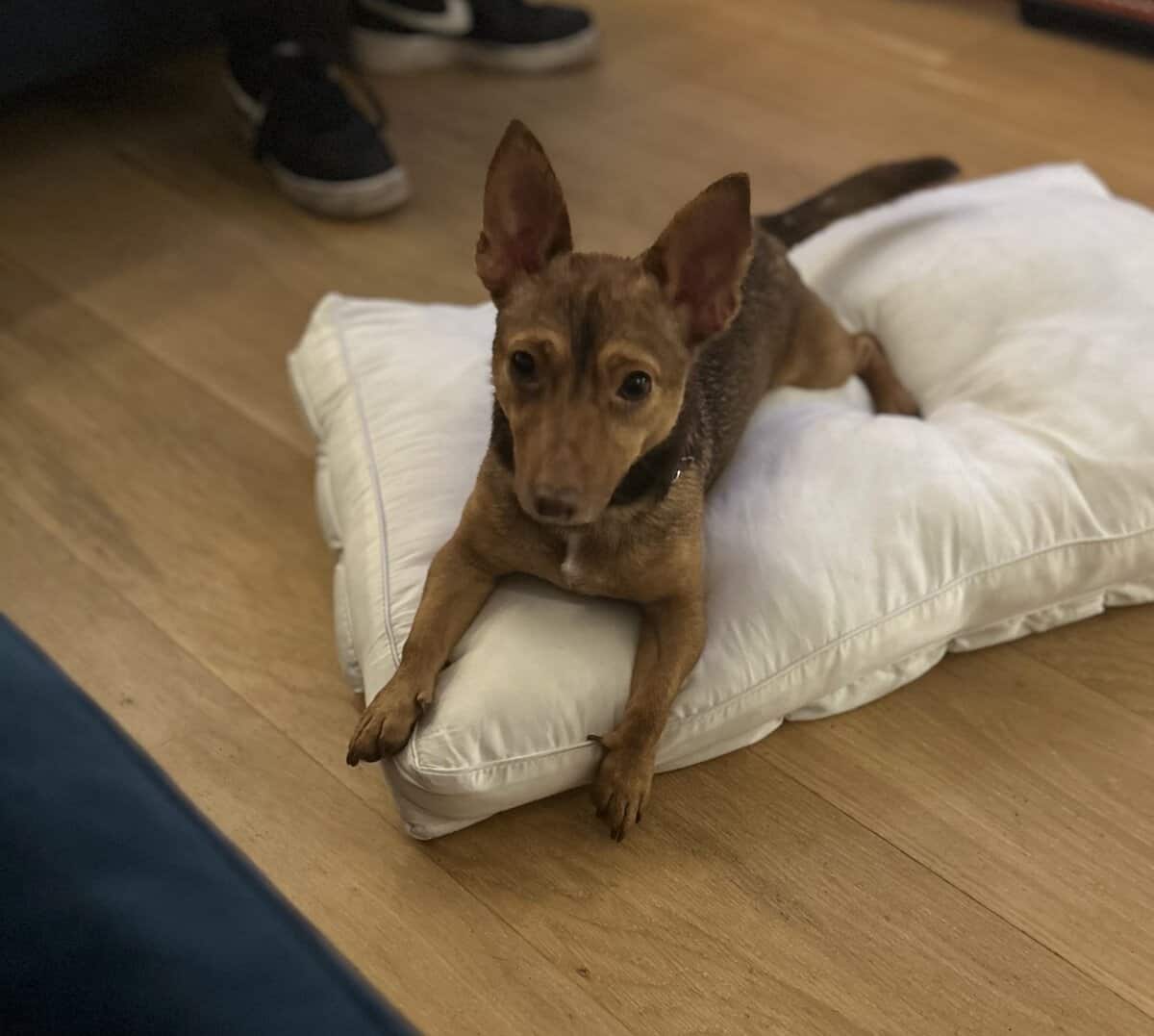 Dogs | Warrington Animal Welfare